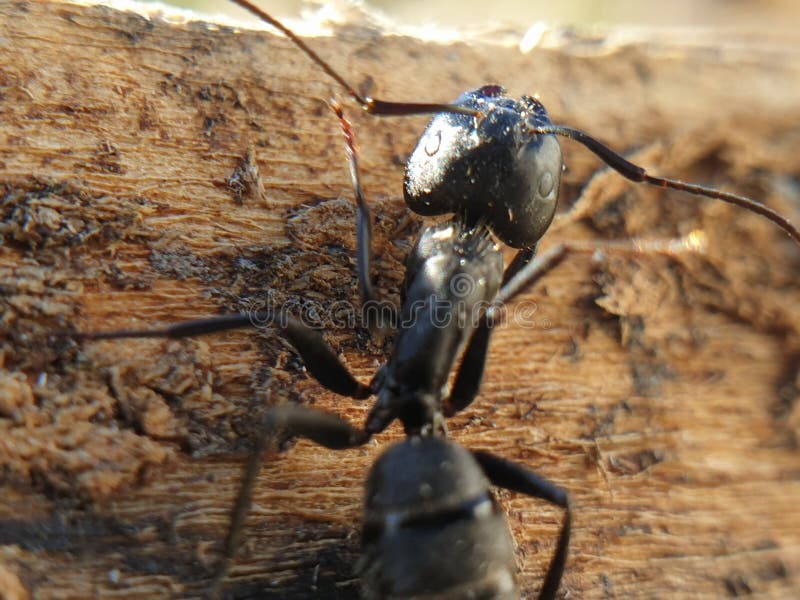 Big Black Ant Crawling on a Tree, Macroshoot Insects Stock Photo ...
