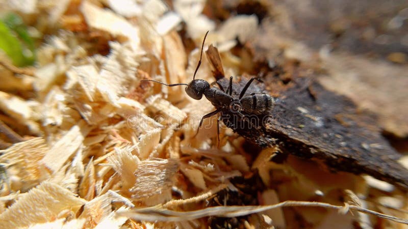 Big Black Ant Crawling on a Tree, Macroshoot Insects Stock Video ...