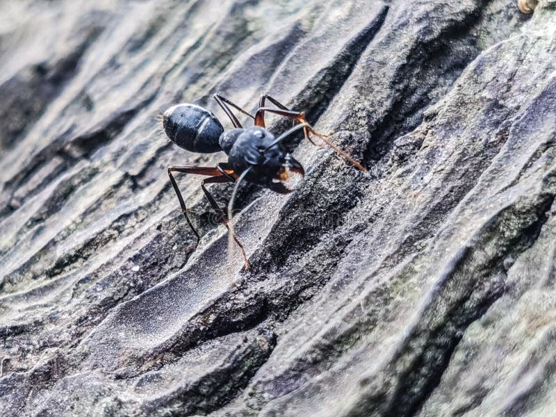 Black ant jaws closeup stock photo. Image of outdoor - 149775056