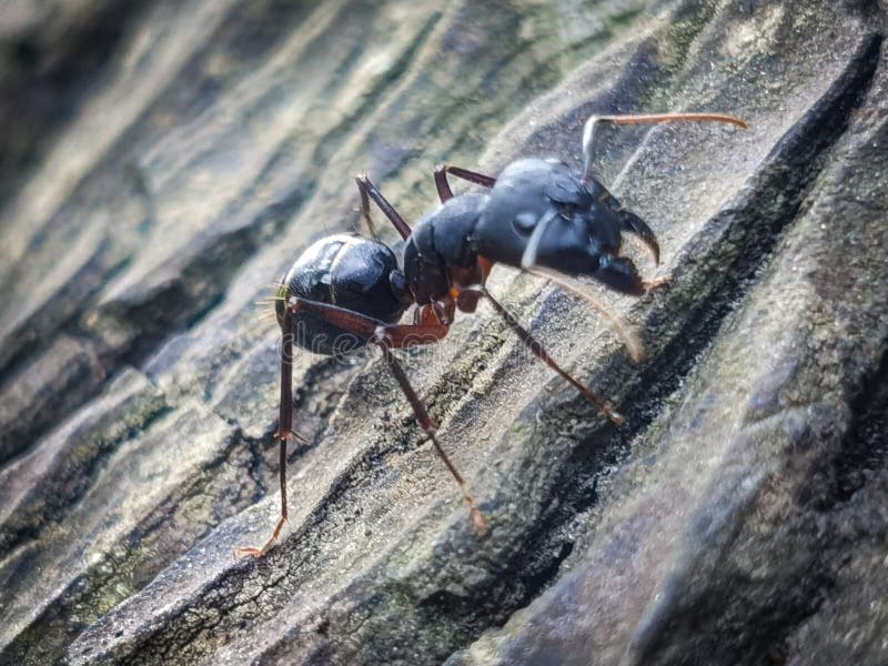 Big Black Ant Open Jaws To Bit Stock Photo - Image of arthropod, animal ...