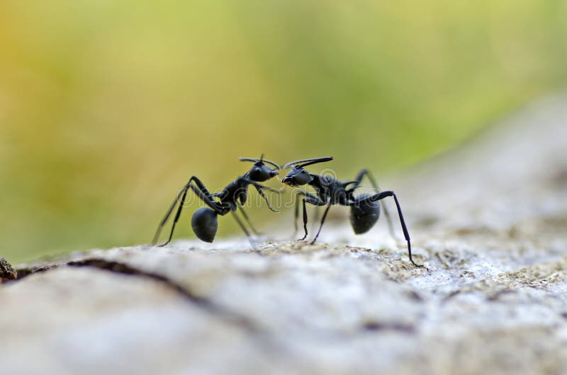 Ants Talking To Each Other stock image. Image of natural - 218834827