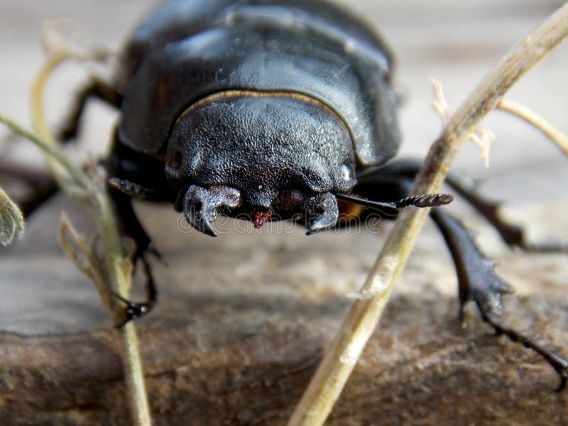 Big black beetle stock photo. Image of color, beetle - 120049546