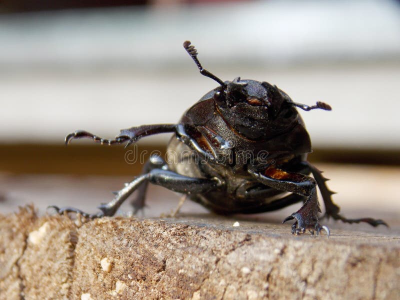 Big black beetle stock photo. Image of nature, leags - 120049870
