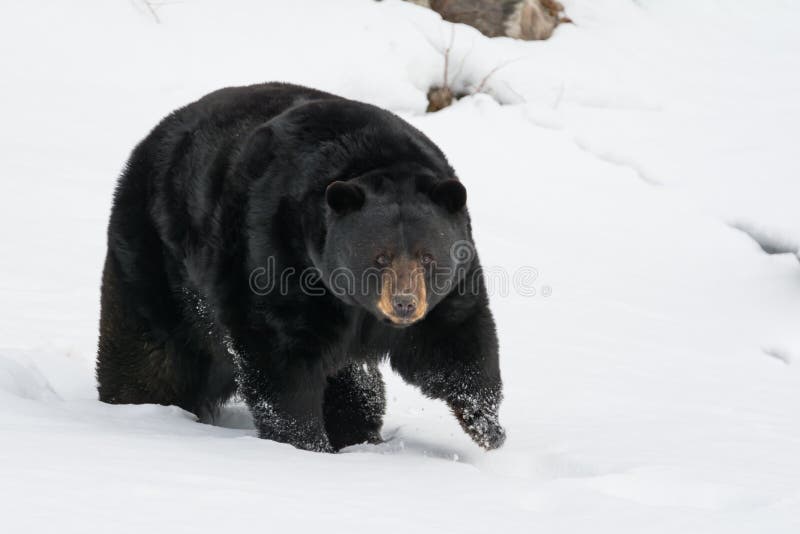 Big Black Bear Awakens stock photo. Image of large, huge - 201116072