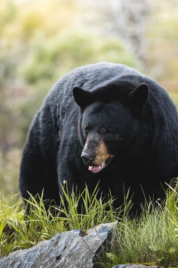 Big Black Bear Standing on Grassland and Looking Side Stock Photo ...