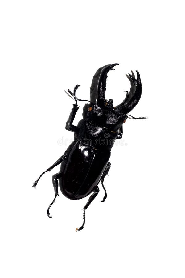 Big Black Beetle, Isolate on a White Background, Dorcus Titanus Stock ...