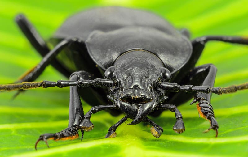 Big black bug stock image. Image of crawl, black, insect - 9362141