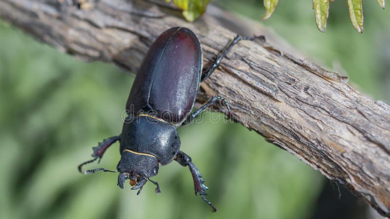 Big Black Beetle on a Tree Branch Close-up Stock Image - Image of ...