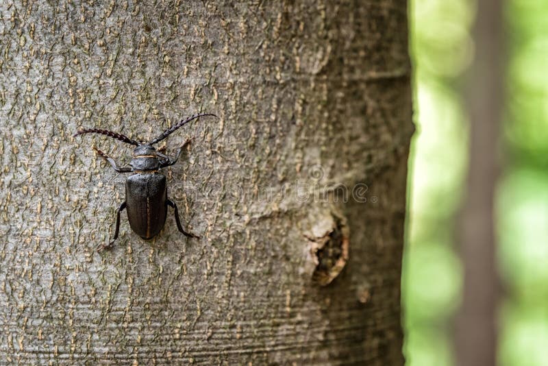 Big black beetle on a tree stock image. Image of closeup - 283196171
