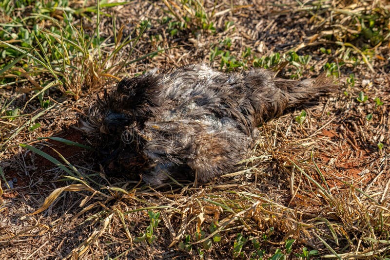 Big black bird dead stock image. Image of wildlife, ornithology - 258936453