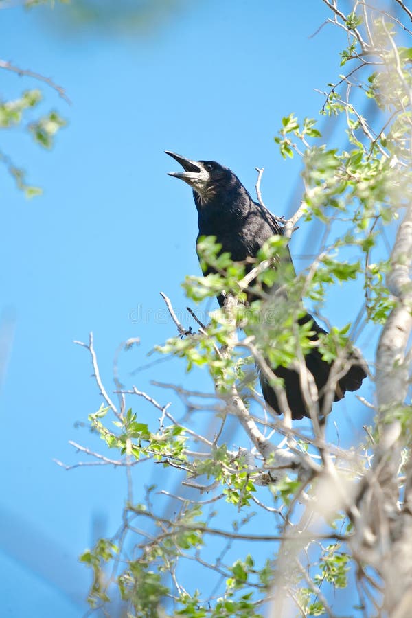 Sick Black Bird Raven Sits on a Tree Against a Blue Sky Stock Photo ...