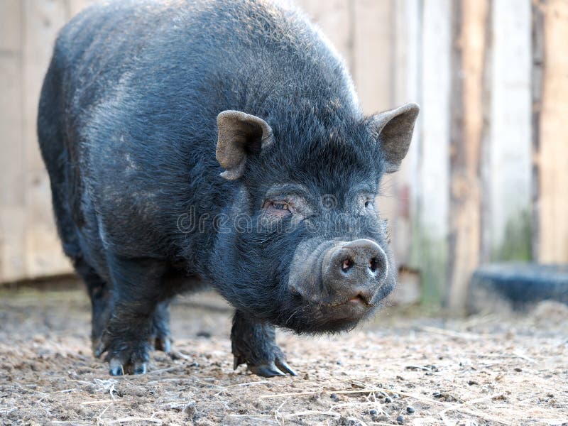 Big black boar stock photo. Image of nature, mammal - 202155156