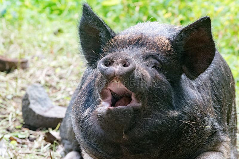 Wild Pig Yawning Stock Photos - Free & Royalty-Free Stock Photos from ...