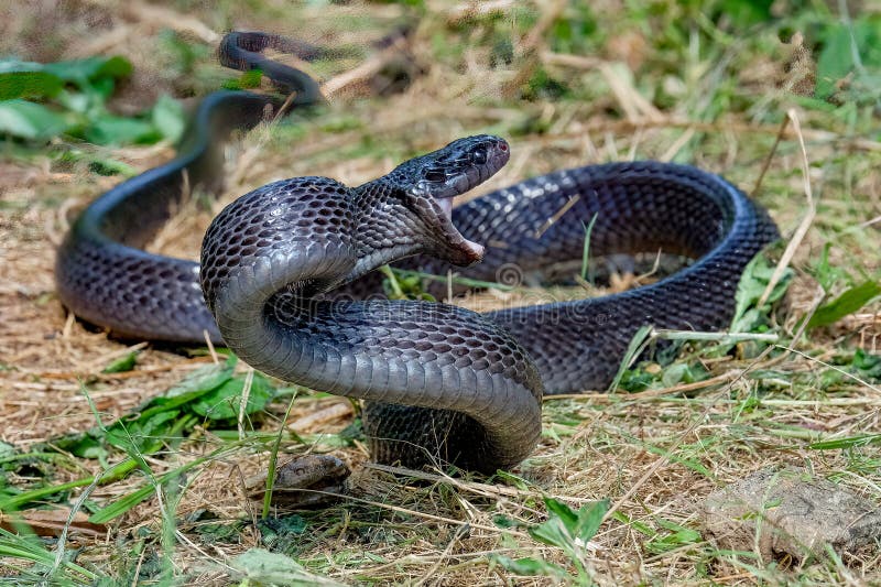 Big Black Boiga Snake Attack Aggressively Stock Image - Image of ...