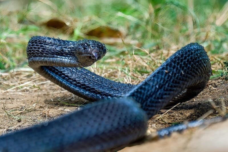 Big Black Boiga Snake Attack Aggressively Stock Photo - Image of ...