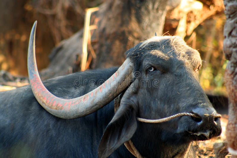 Buffallo in Rural Mud Puddles Stock Image - Image of nature ...