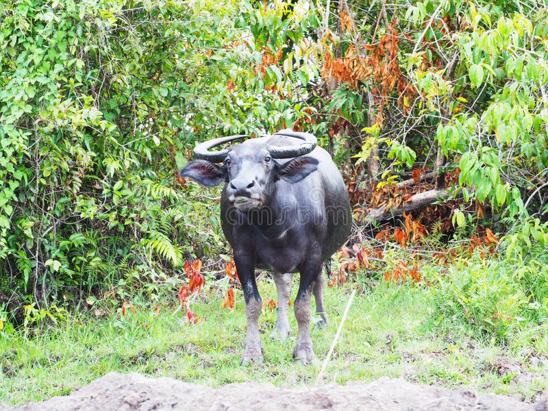 Big Black Buffalo Standing in the Field Stock Photo - Image of grass ...