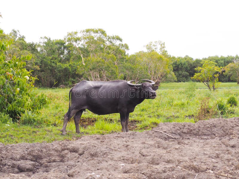 Big Black Buffalo Standing in the Field Stock Photo - Image of ...