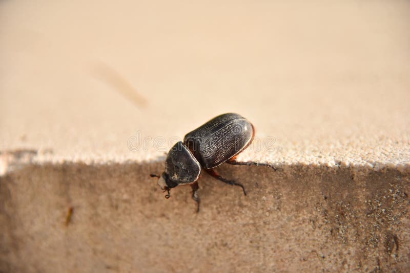Big Black Bug Crawling on the Stairs Stock Photo - Image of animal ...