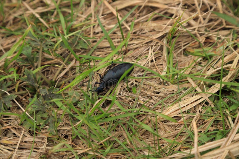 Big black bug on dry grass stock image. Image of grass - 394538315