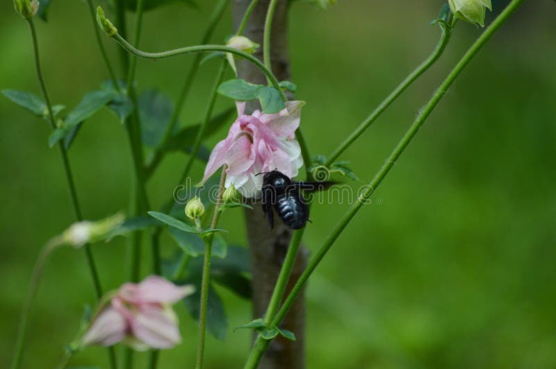 Big Black Bug Flies To a Flower Stock Photo - Image of flies, petal ...