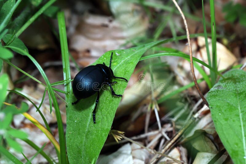 Big Black Bug on Green Sheet. Macro Stock Photo - Image of armor, claws ...