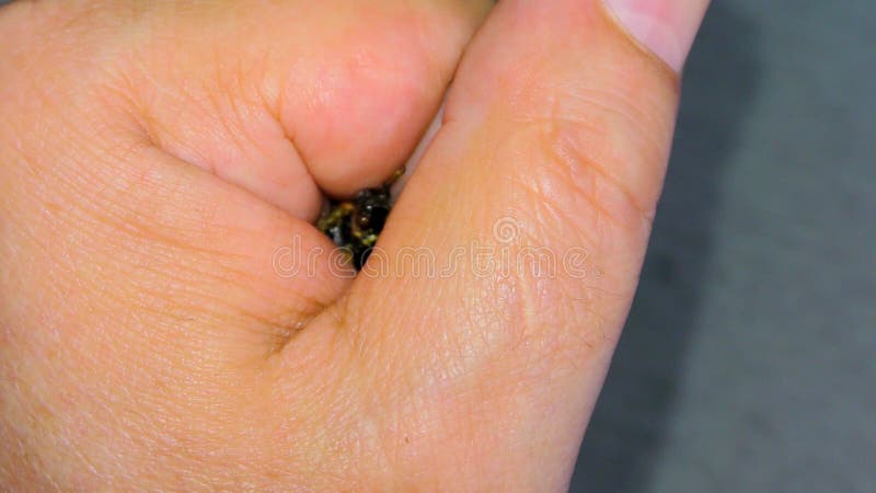 Big Black Bug in the Hand of a Man Stock Footage - Video of animals ...