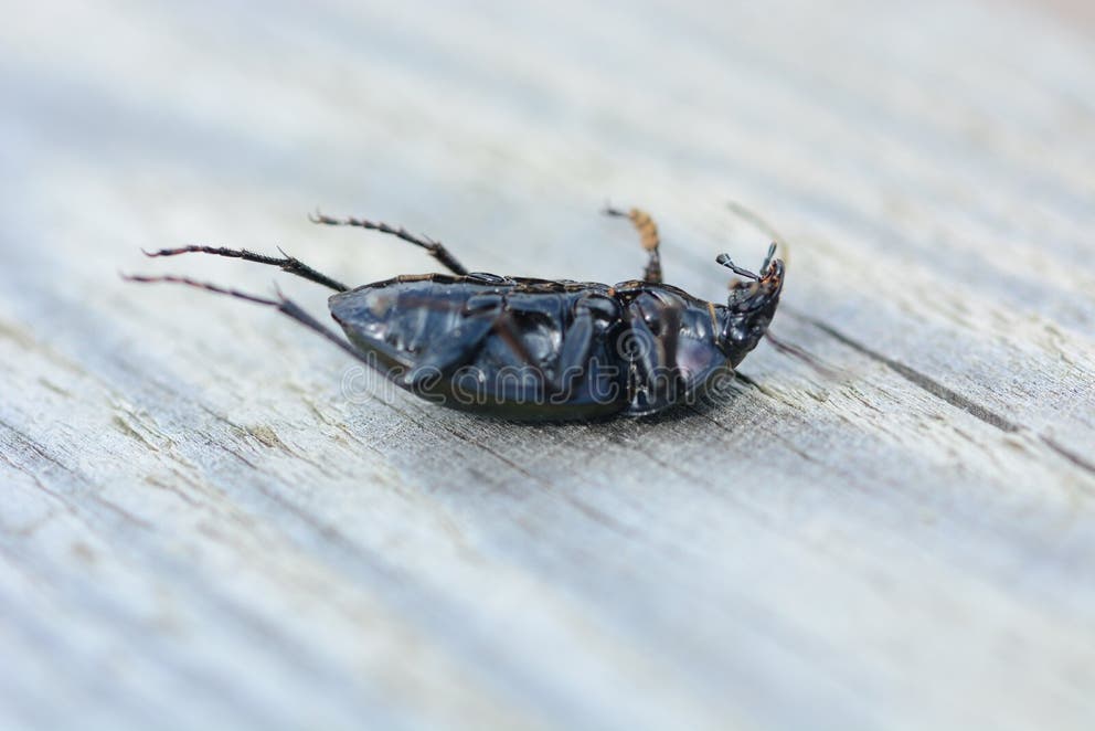 Big black bug lifeless stock image. Image of lying, backgrounds - 123167019
