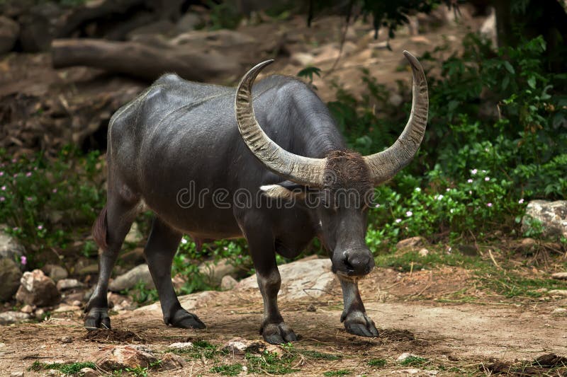Big black bull stock image. Image of wildlife, bullock - 29022439
