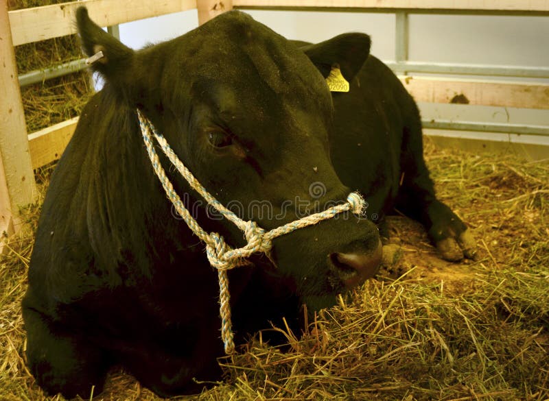 Black Bull Testicles. Large Hanging Ball Sack. Domestic Farm Animal ...