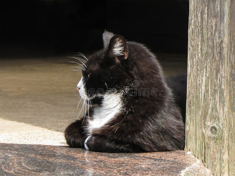 - a Big, Black Cat in a Country House. Stock Photo - Image of scared ...