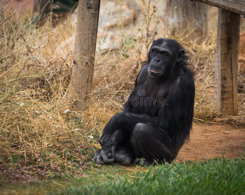 Black Chimpanzee Monkey Afraid Stock Photo - Image of head, monkey: 3022508