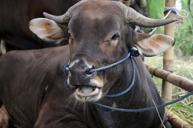 Big black cow stock image. Image of bovine, farm, cattle - 280561311