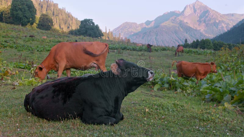 A Big Black Cow Enjoys the Mountain Air Stock Footage - Video of ...