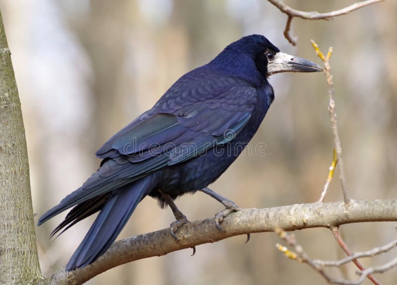 Big black crow stock photo. Image of corvidae, corvus - 109620358