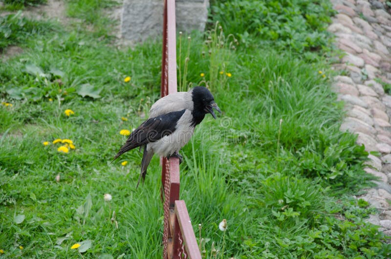 A Big Black Crow Croaking on the Field Stock Image - Image of green ...