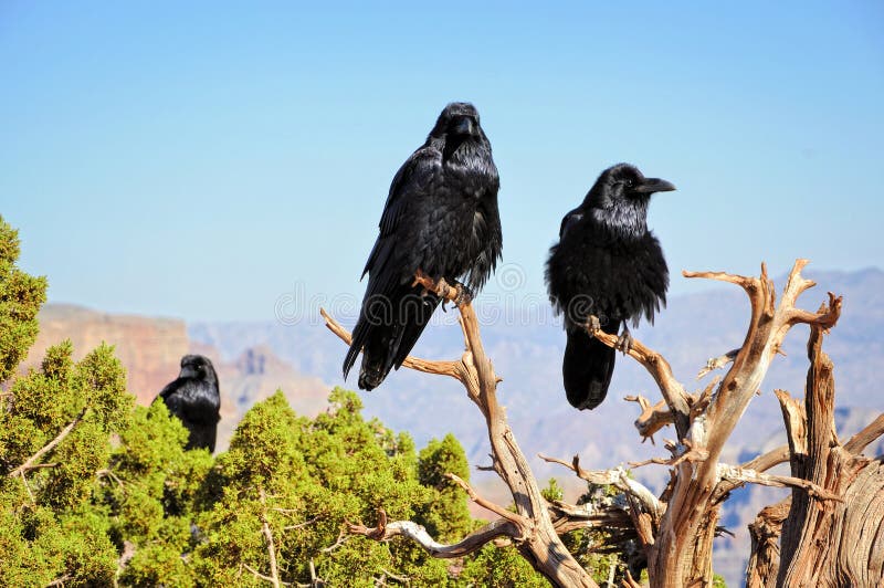 Big Black Crows are Sitting on the Tree Stock Photo - Image of wild ...