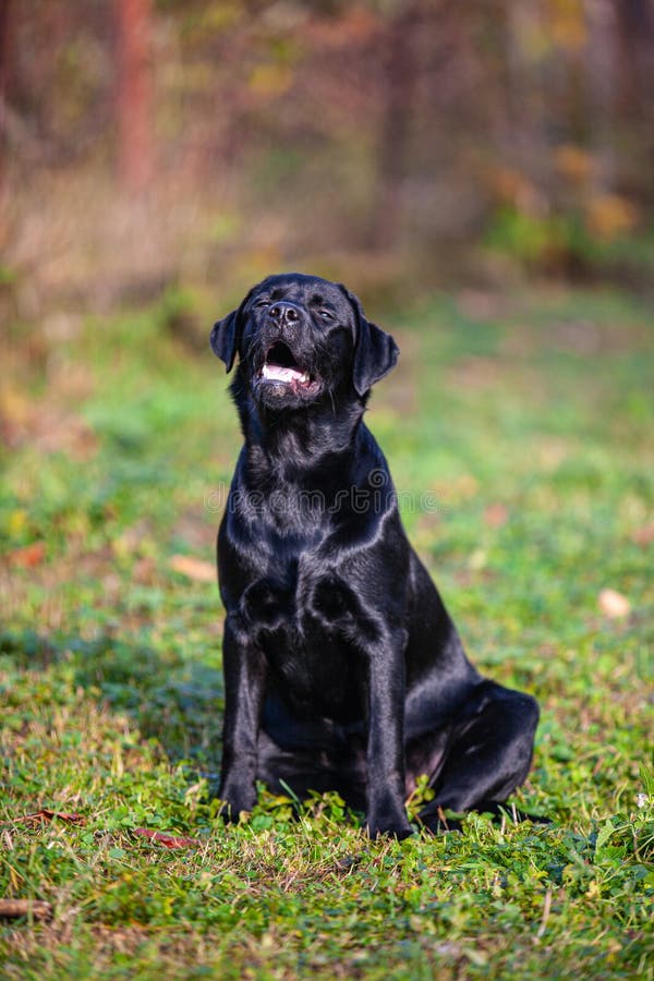 Big Black Dog Labrador Retriever in Nature Stock Photo - Image of ...
