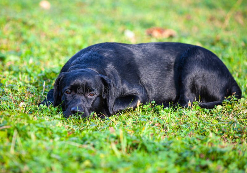 Big Black Dog Labrador Retriever in Nature Stock Photo - Image of adult ...