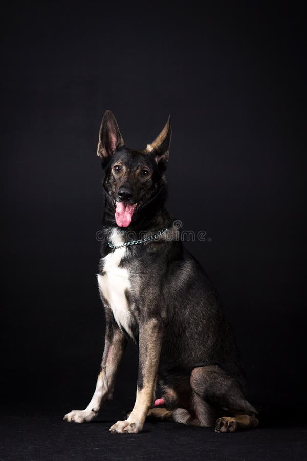 772 Big Black Dog Back Stock Photos - Free & Royalty-Free Stock Photos ...