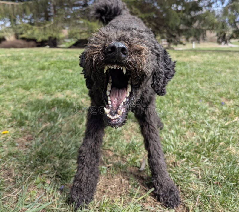 Big Black Dog with Open Mouth and Teeth Showing Stock Photo - Image of ...