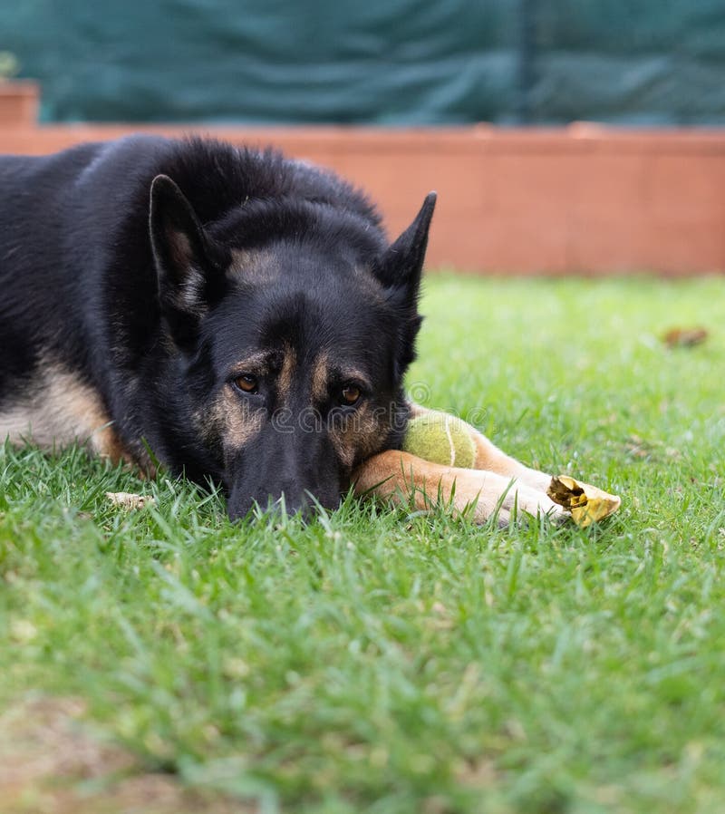 Big Black Dog Resting on the Green Grass Stock Photo - Image of ...