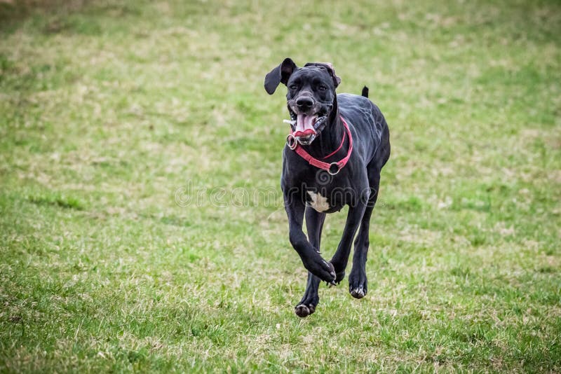 Big black dog run stock image. Image of field, dogs, black - 77589029