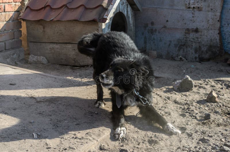 Big Black Dog Tied on a Chain Stock Image - Image of mammal, grass ...