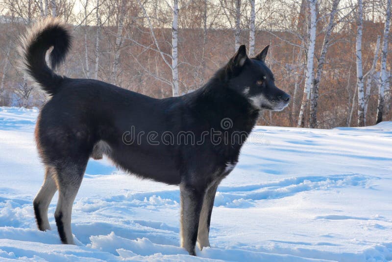 A Big Black Dog for a Walk in the Woods Stock Image - Image of ...