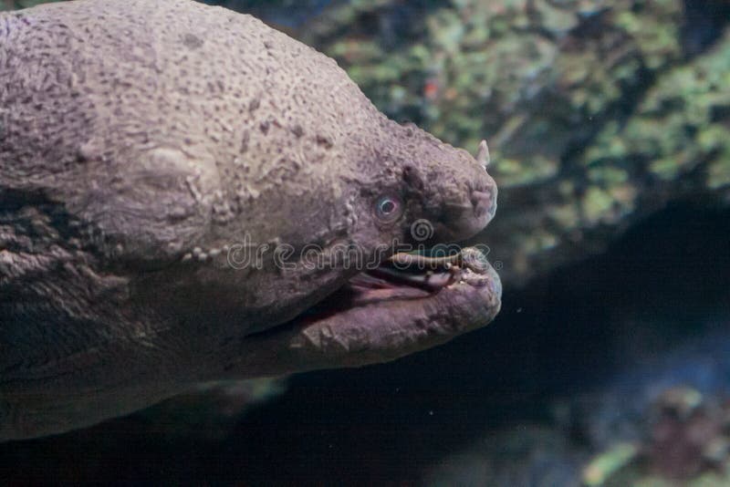 Big mouth Eel stock image. Image of fish, teeth, green - 13834941