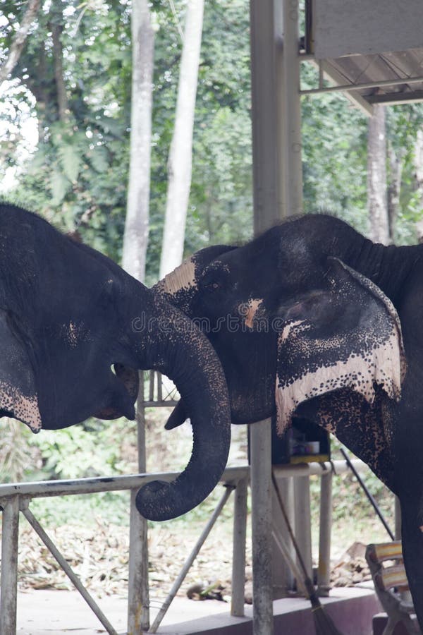 Big black elephant stock image. Image of nature, beautiful - 85159603