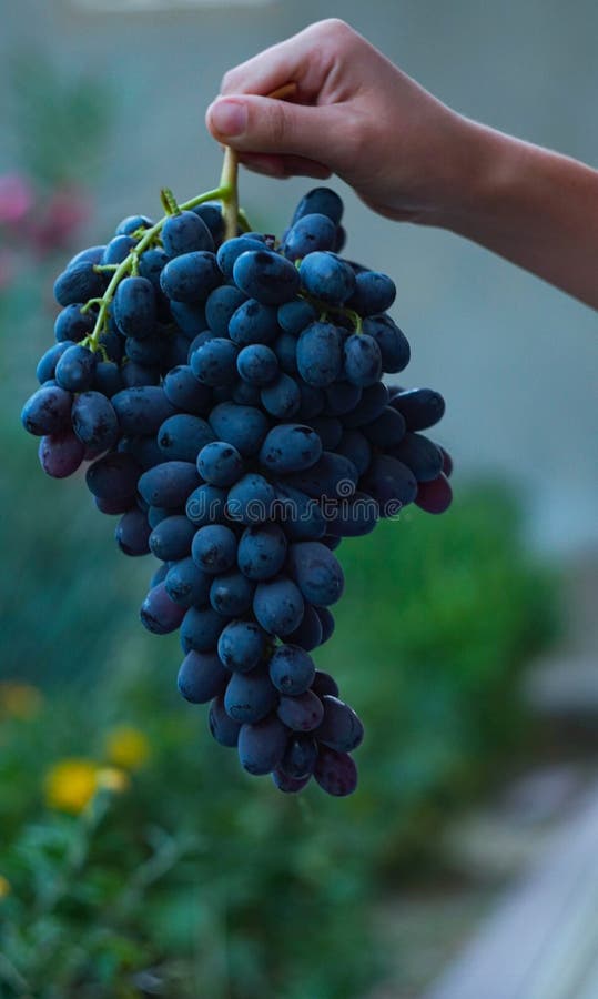 Big Black Grapes in the Hands of the Girl Stock Photo - Image of ...