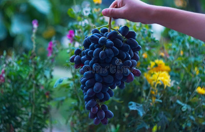 Big Black Grapes in the Hands of the Girl Stock Image - Image of ...
