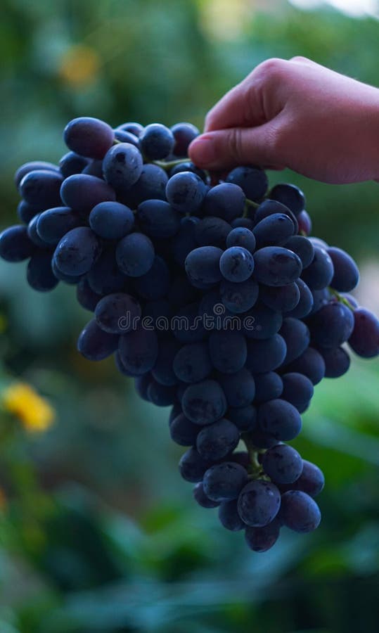 Big Black Grapes in the Hands of the Girl Stock Photo - Image of food ...
